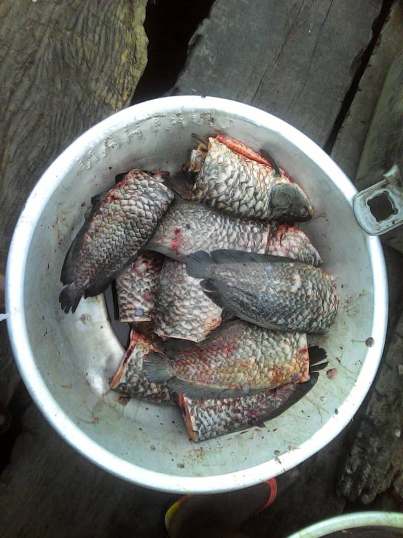 "Manna" in Africa! Fish miraculously swarm in stricken region providing ...